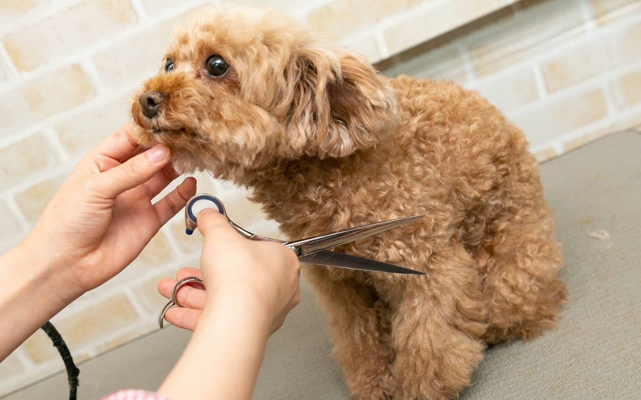 トリミング | cafe de RORO&DOG's～枚方くずはのいちご幼稚園～（カフェデロロ）